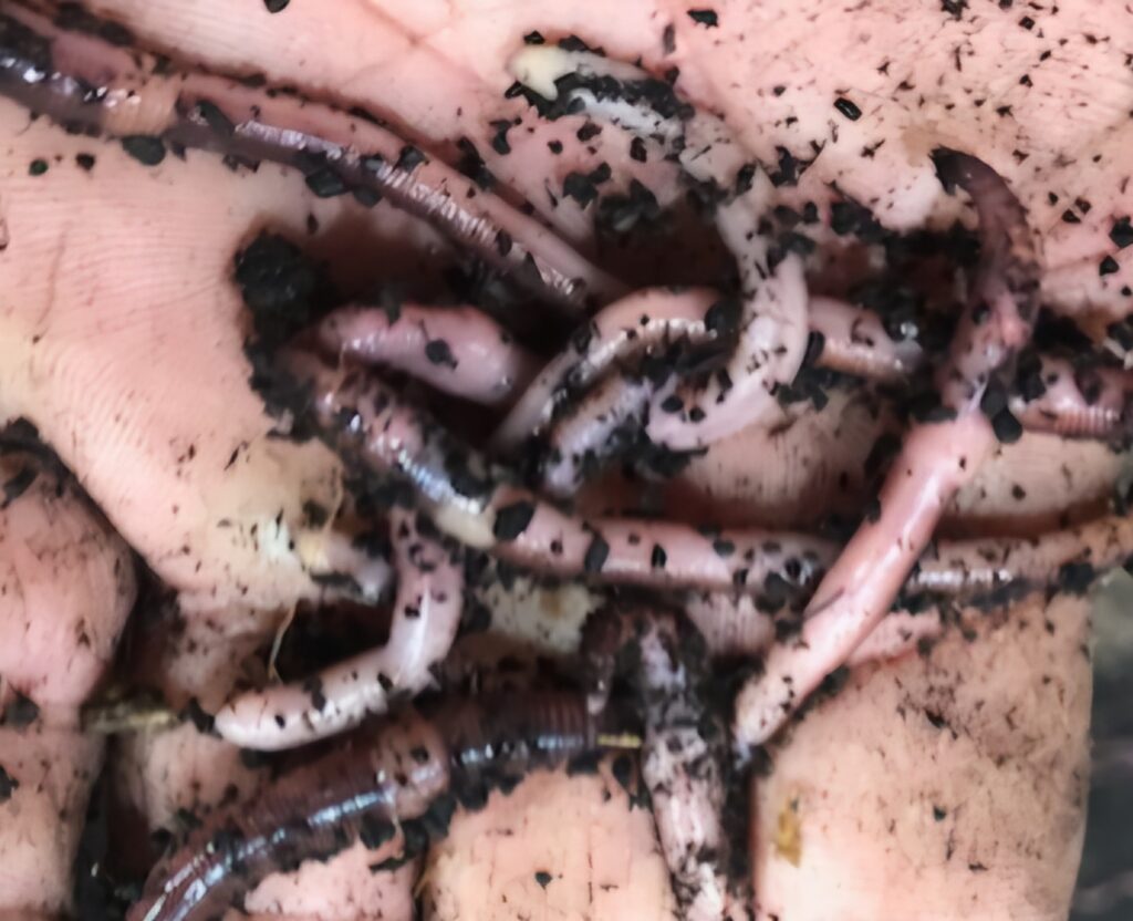 Bait Worms (European Nightcrawlers) – 1/2 lbs – Smiley Worms